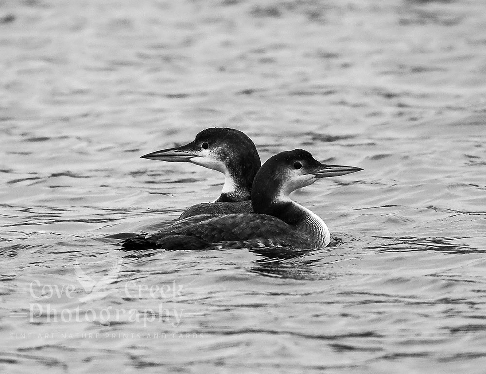 Art & Collectibles :: Art Prints :: Nature Photography Black and White ...