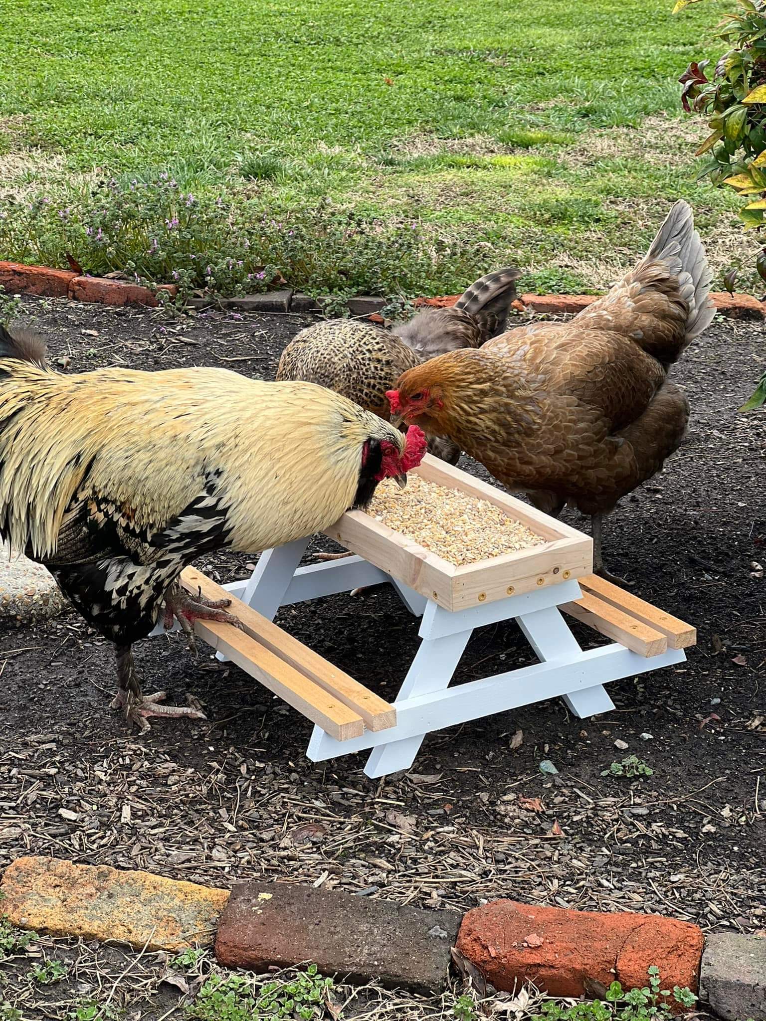 Home & Living :: Pets :: Pet Feeding :: Chicnic Table