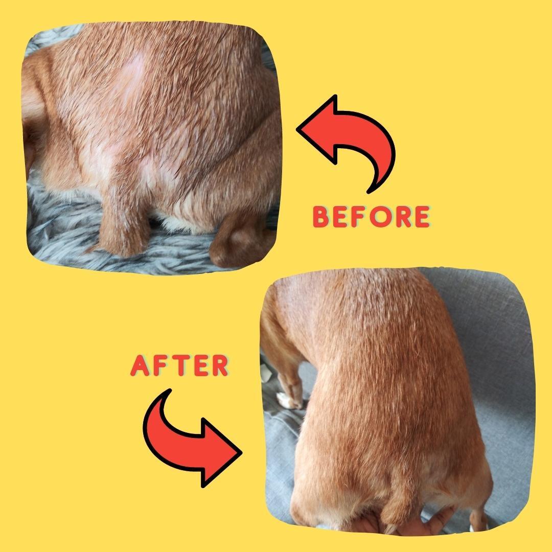 Home & Living :: Pets :: Pet Clothing & Accessories :: Pet Herbal Skin ...