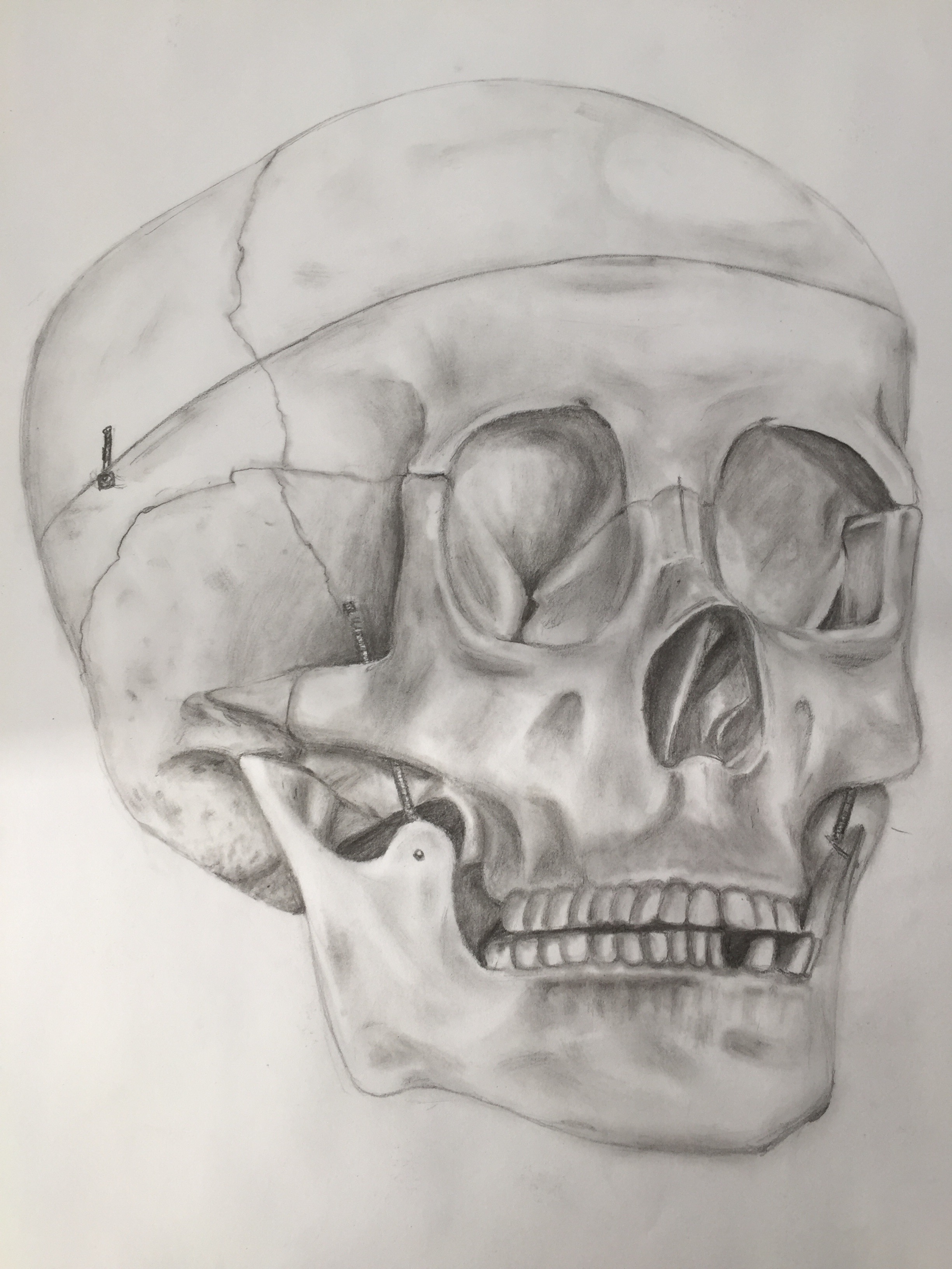 Art & Collectibles :: Drawing & Illustration :: Still Life Skull